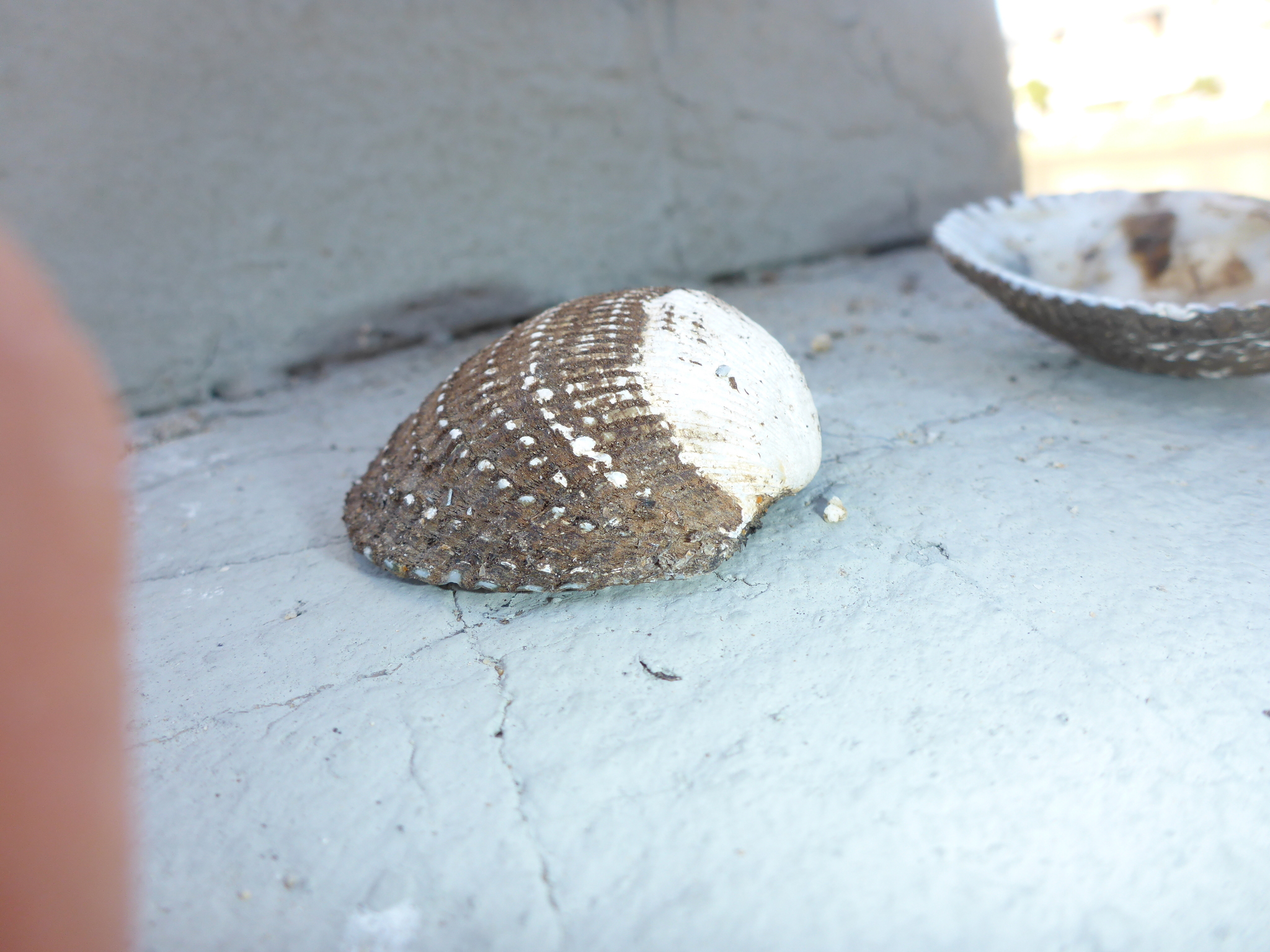 Anadara tuberculosa (G.B.Sowerby I, 1833)