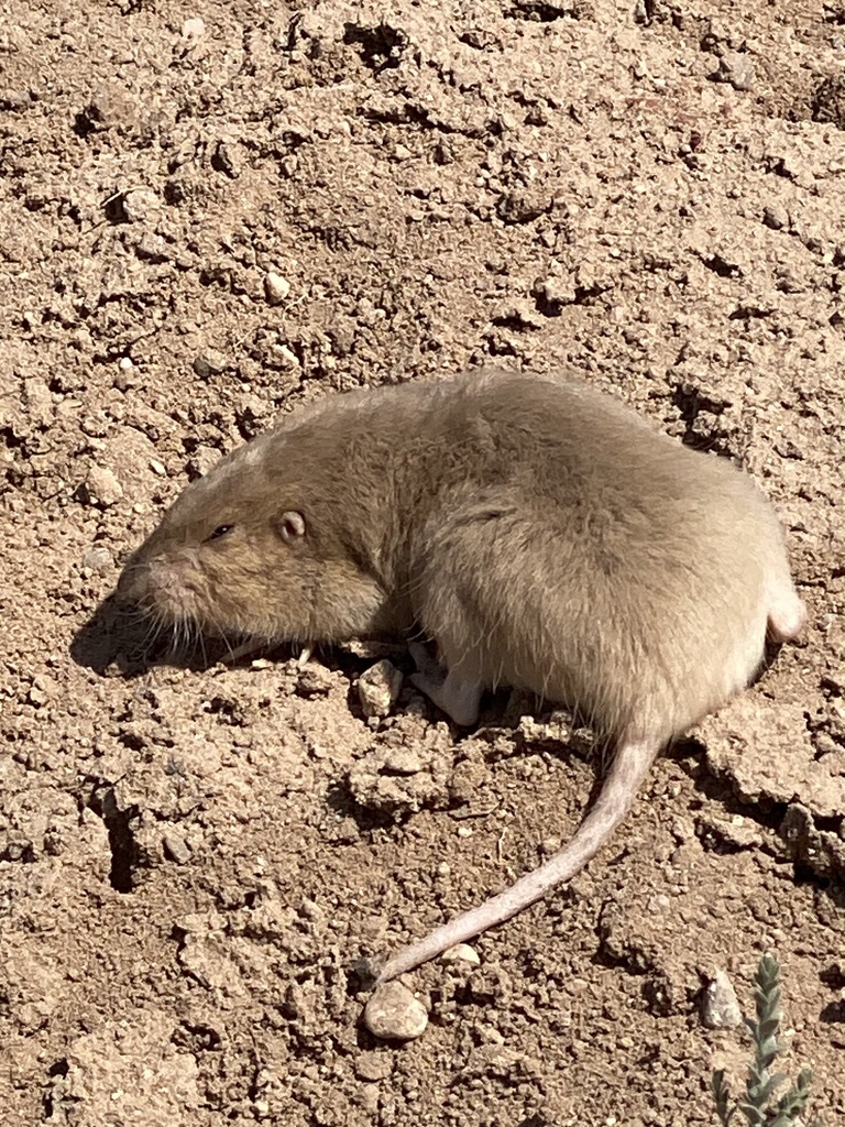Desert Pocket Gopher in May 2023 by Robert Dowler · iNaturalist