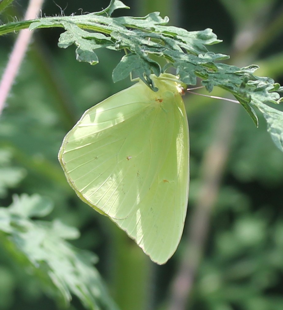 Cloudless Sulphur from Henry Allan Gleason Nature Preserve, Topeka, IL ...