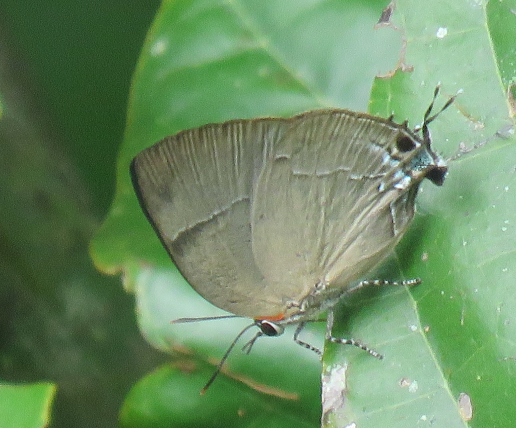 Bitias Hairstreak from Heredia Province, Sarapiqui, Costa Rica on July ...