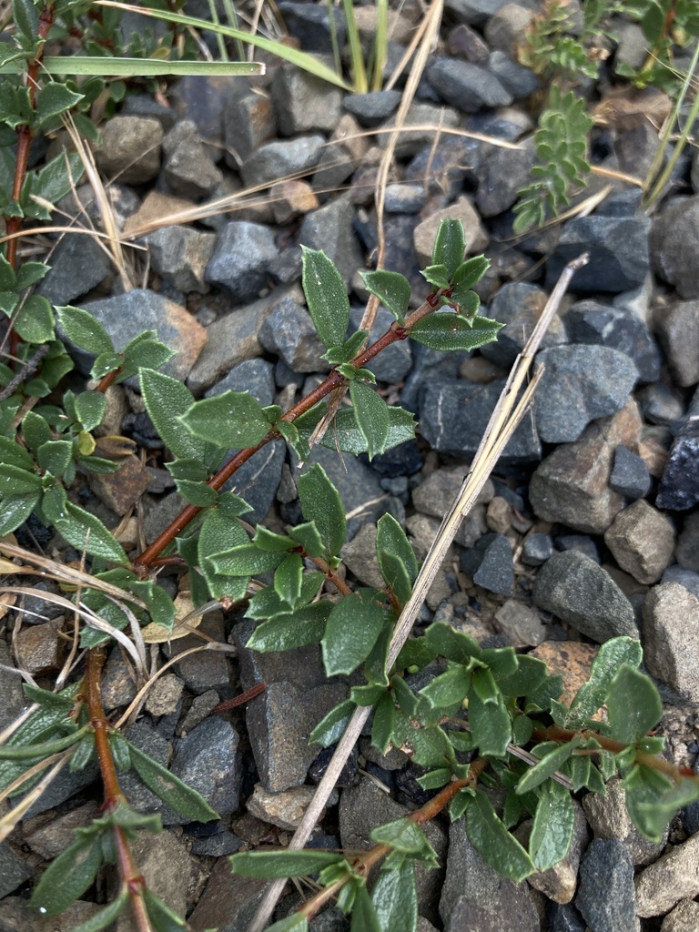 Mahala mat from Rogue River-Siskiyou National Forest, Selma, OR, US on ...