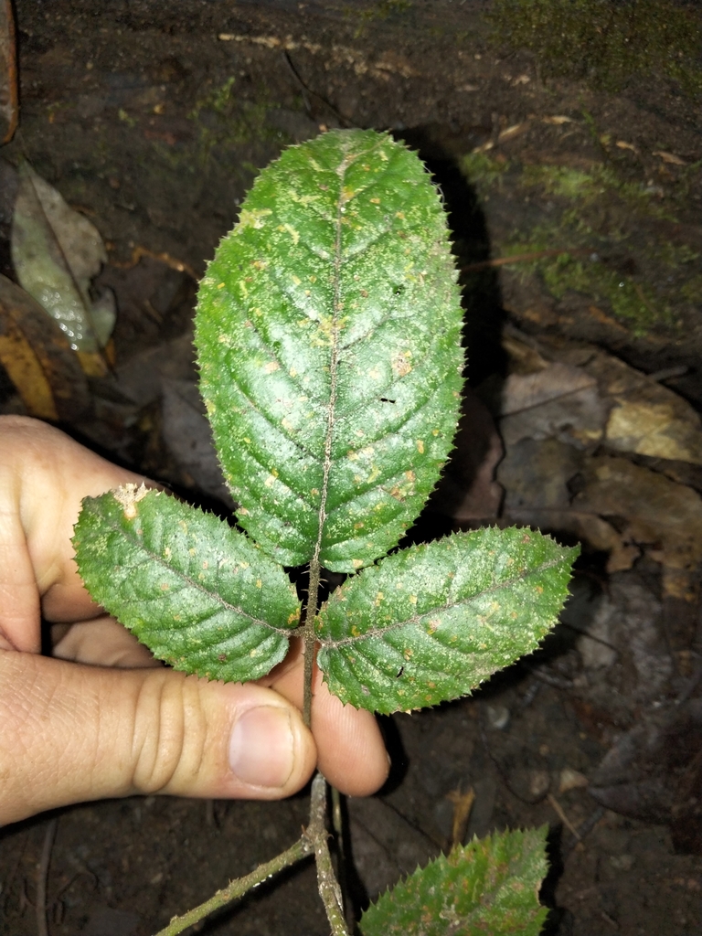 dicots from Middle Brother NSW 2443, Australia on July 21, 2023 at 02: ...