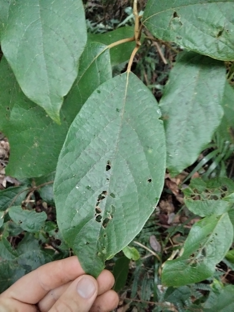 white beech from Middle Brother NSW 2443, Australia on July 21, 2023 at ...