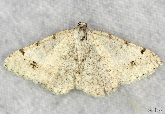 Digrammia denticulata from San Bernardino County, CA, USA on June 15 ...