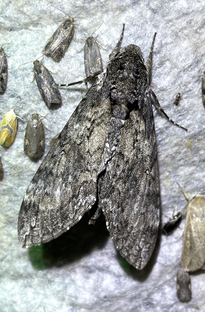 Carolina Sphinx from Coronado National Forest, Sonoita, AZ, US on July ...