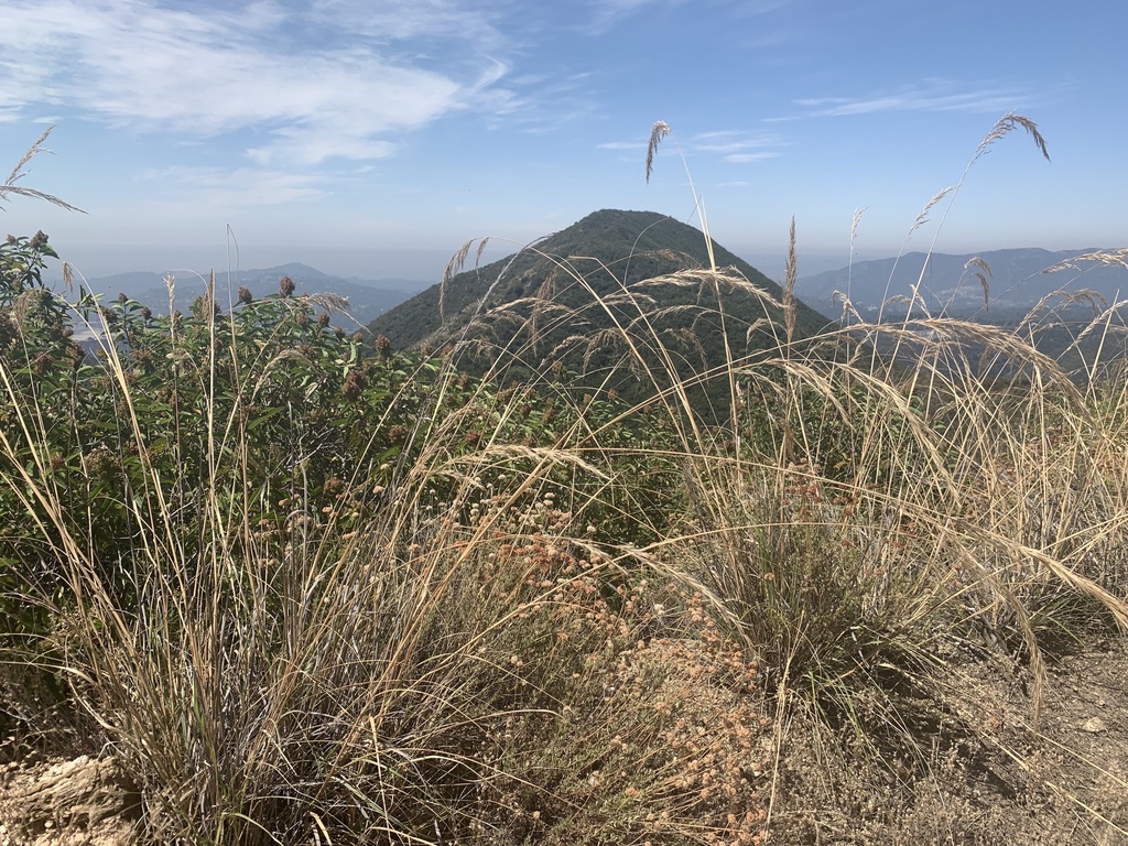 Achnatherum coronatum (CNLM San Diego Plants) · iNaturalist