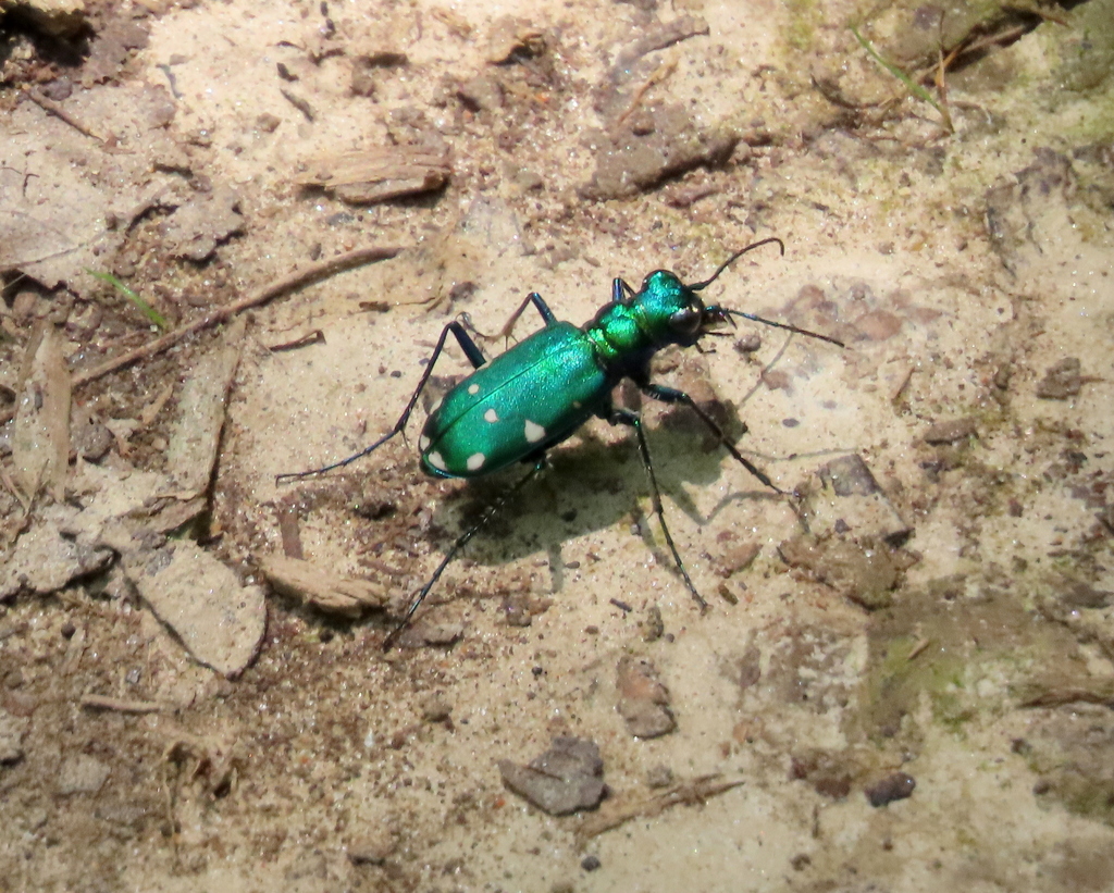 Six-spotted Tiger Beetle from Reynolds Corners, Toledo, OH, USA on July ...