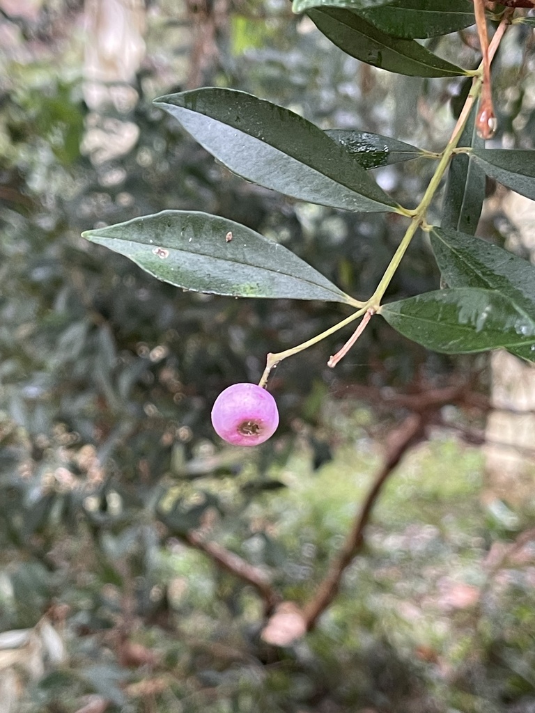 Lilly Pilly from McLean Cr, Mosman, NSW, AU on July 4, 2023 at 01:37 PM ...