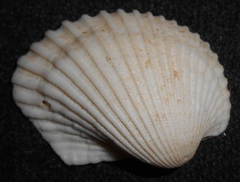 Anadara notabilis (Röding, 1798)