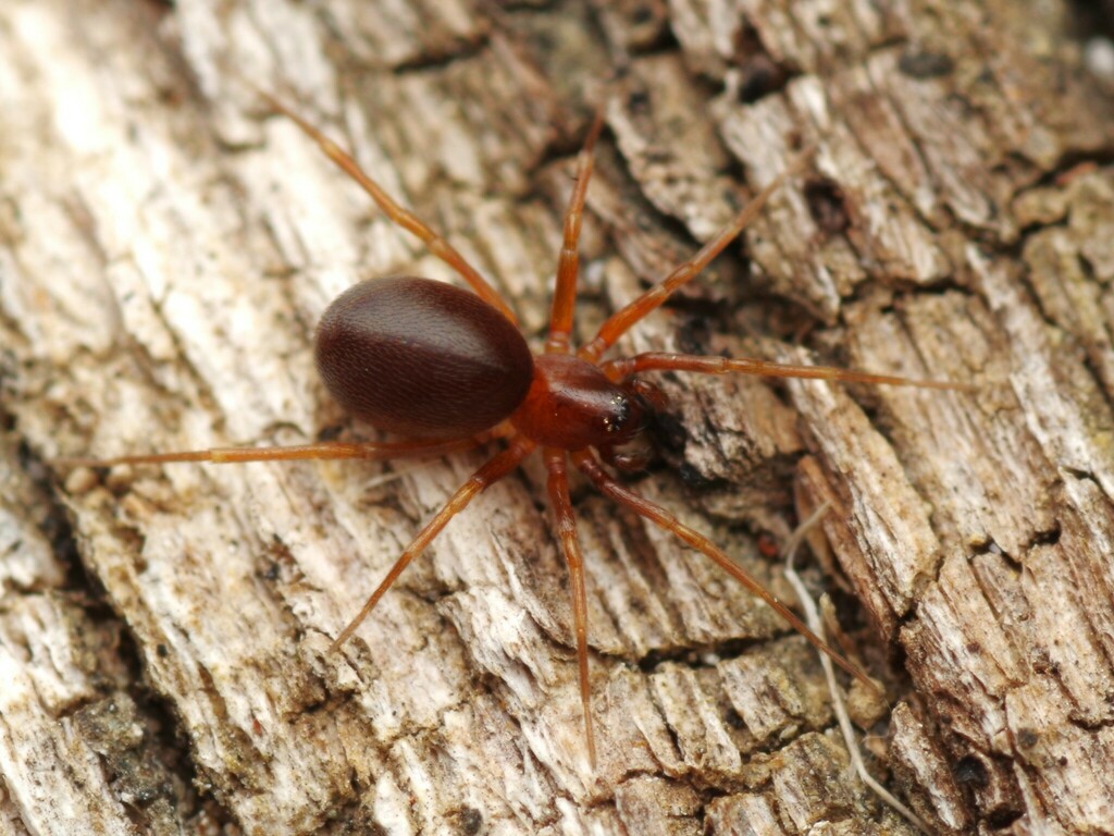 Ant Spiders in July 2023 by Ludivine Lamare · iNaturalist