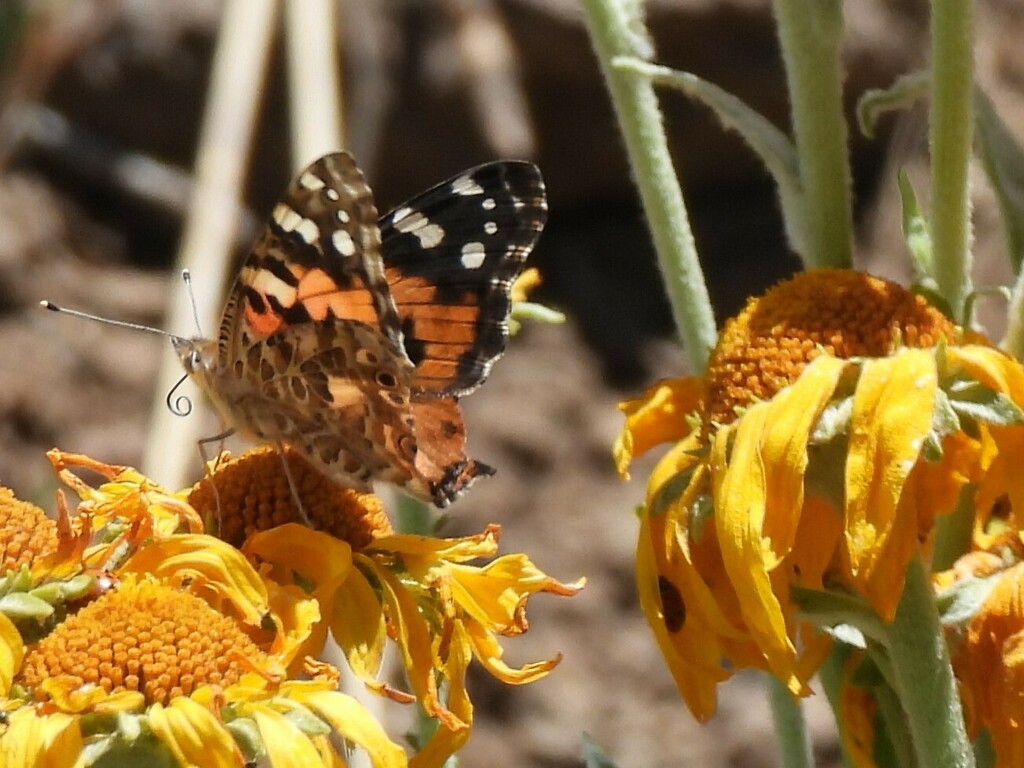 Painted Lady from Coconino County, AZ, USA on July 18, 2023 at 02:26 PM ...