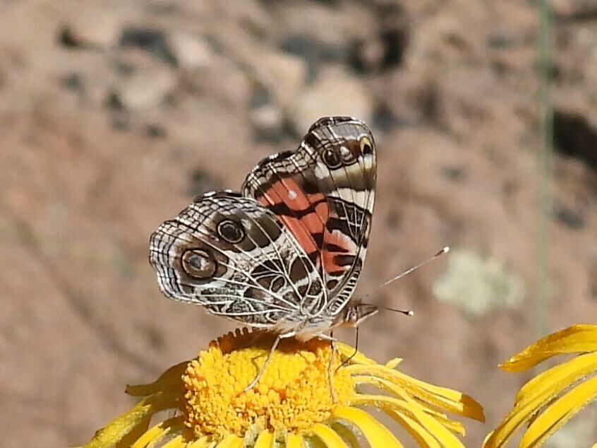 American Lady from Coconino County, AZ, USA on July 18, 2023 at 02:26 ...