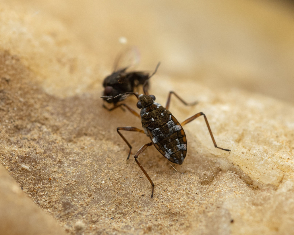 Microvelia americana from Potomac, MD, USA on July 8, 2023 at 10:28 AM ...