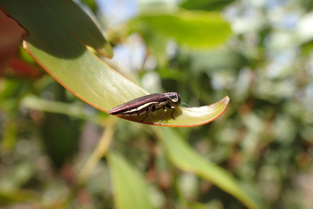 Agrilus hypoleucus from Humbug Scrub on October 28, 2015 at 12:17 PM by ...
