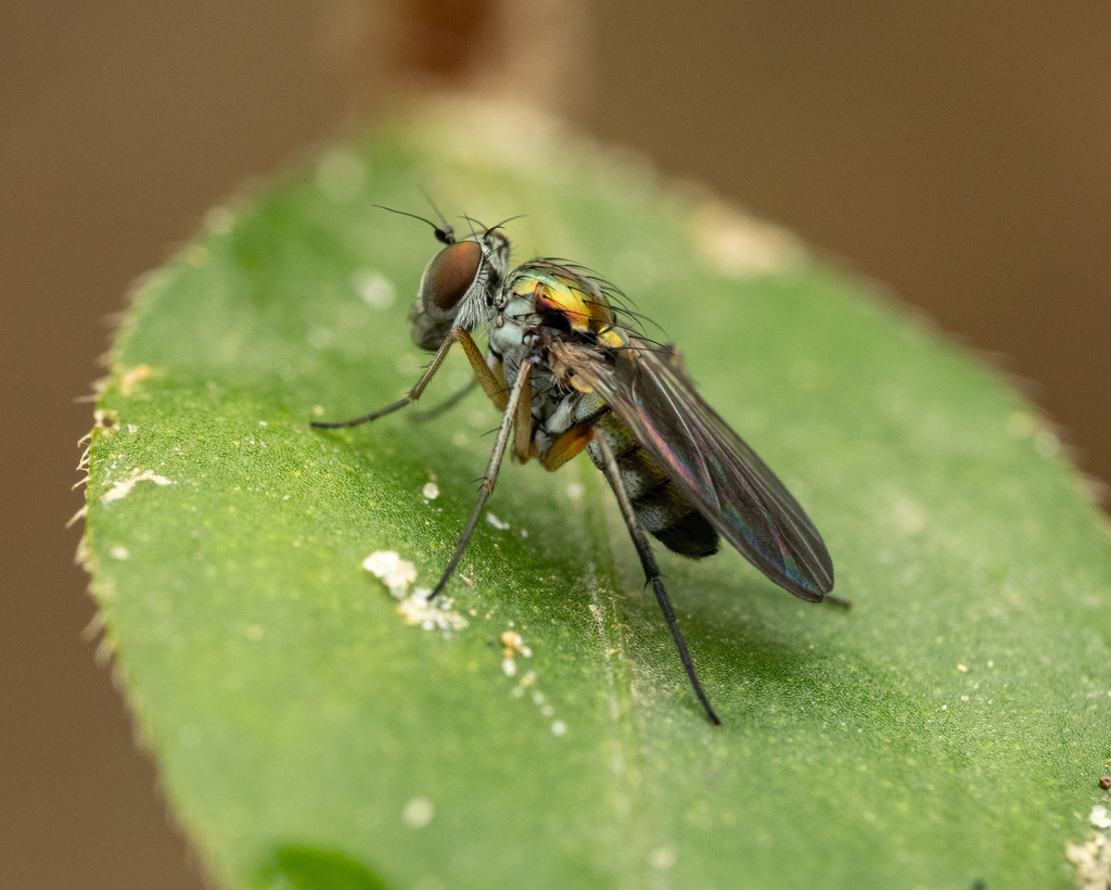 Rhaphium vanduzeei from Potomac, MD, USA on July 8, 2023 at 11:01 AM by ...