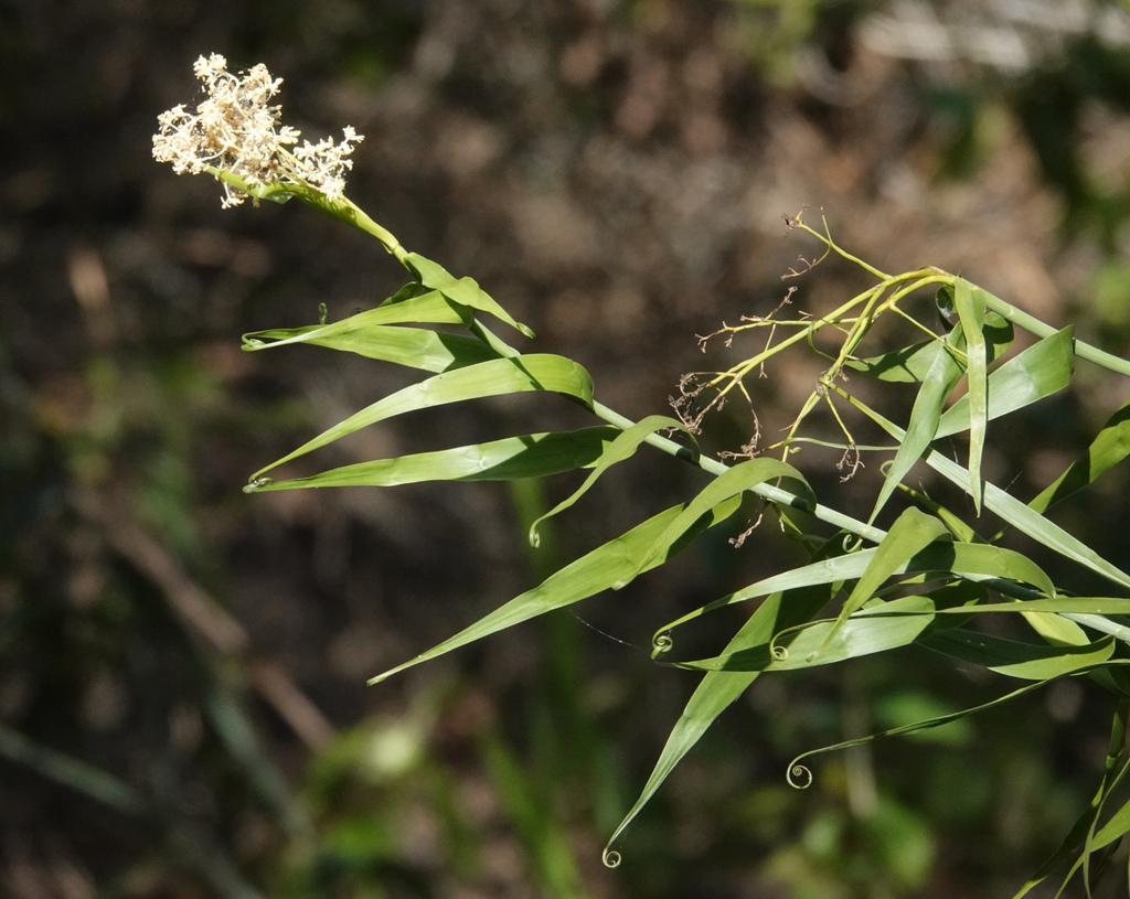 Indian Bushcane from East Point Mangrove Boardwalk, Darwin NT ...