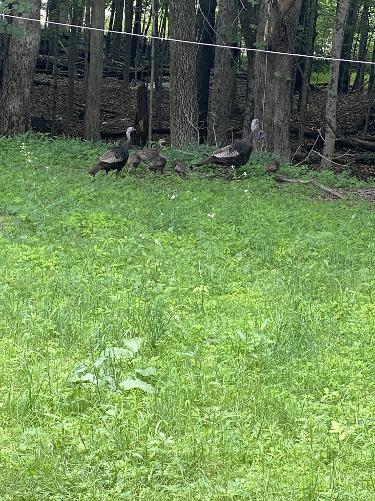 Wild Turkey from Dudley, MA 01571, USA on July 18, 2023 at 12:13 PM by ...