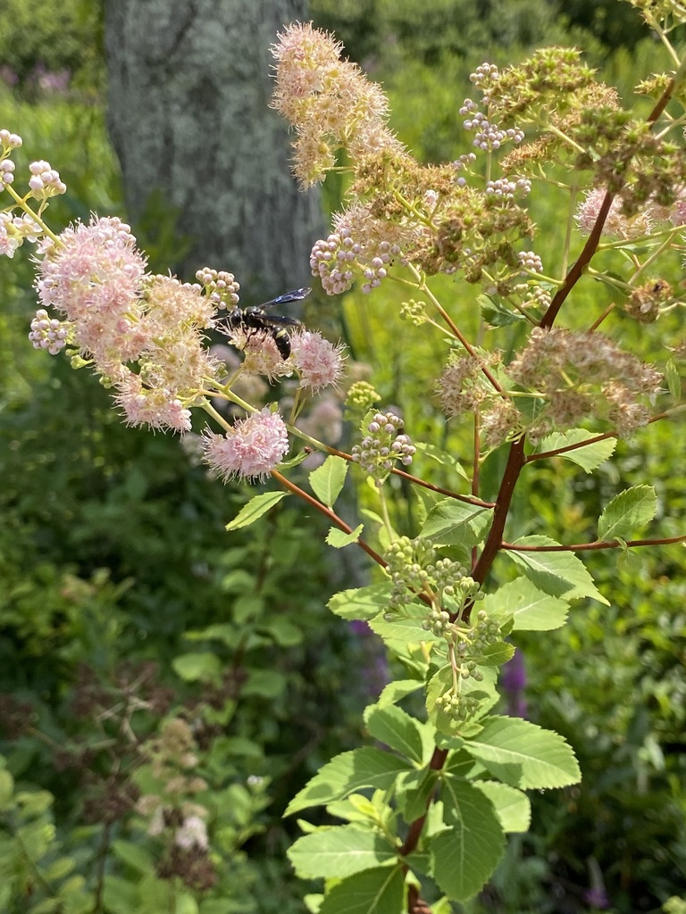 Smoky-winged Beetle Bandit Wasp from Dudley, MA 01571, USA on July 22 ...