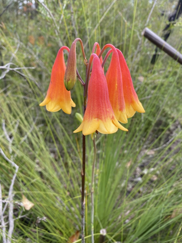 large Christmas bells (Blandfordia grandiflora) - Botanical Realm