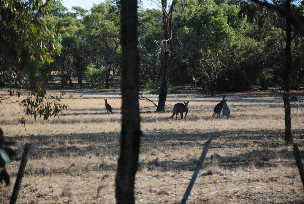 Eastern Grey Kangaroo from Chintin VIC 3756, Australie on February 17 ...