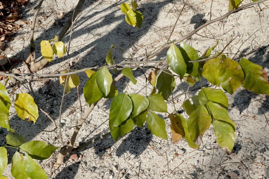 dicots from East Point Mangrove Boardwalk, Darwin NT, Australia on July ...