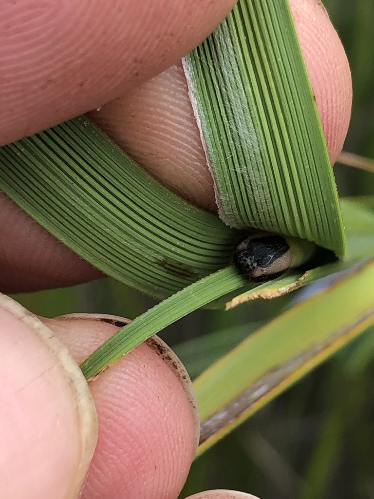 yellow sedge-skipper from Proper Bay Rd, Tulka, SA, AU on July 23, 2023 ...