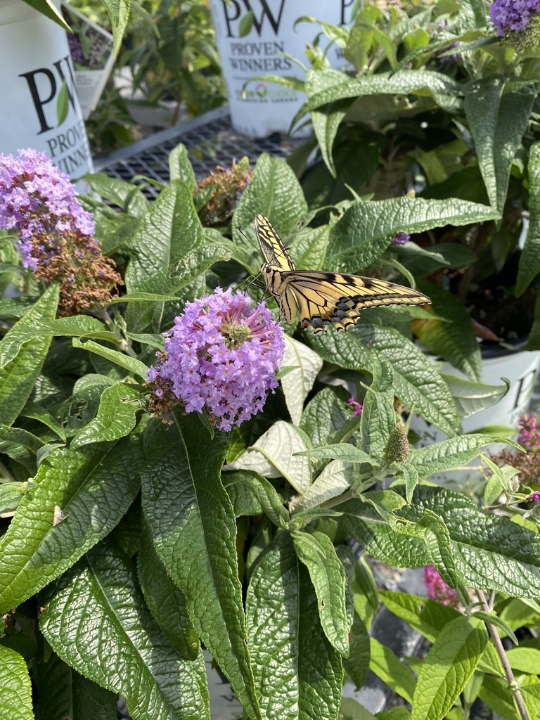 Oregon Swallowtail from Okanagan-Similkameen, CA-BC, CA on July 21 ...