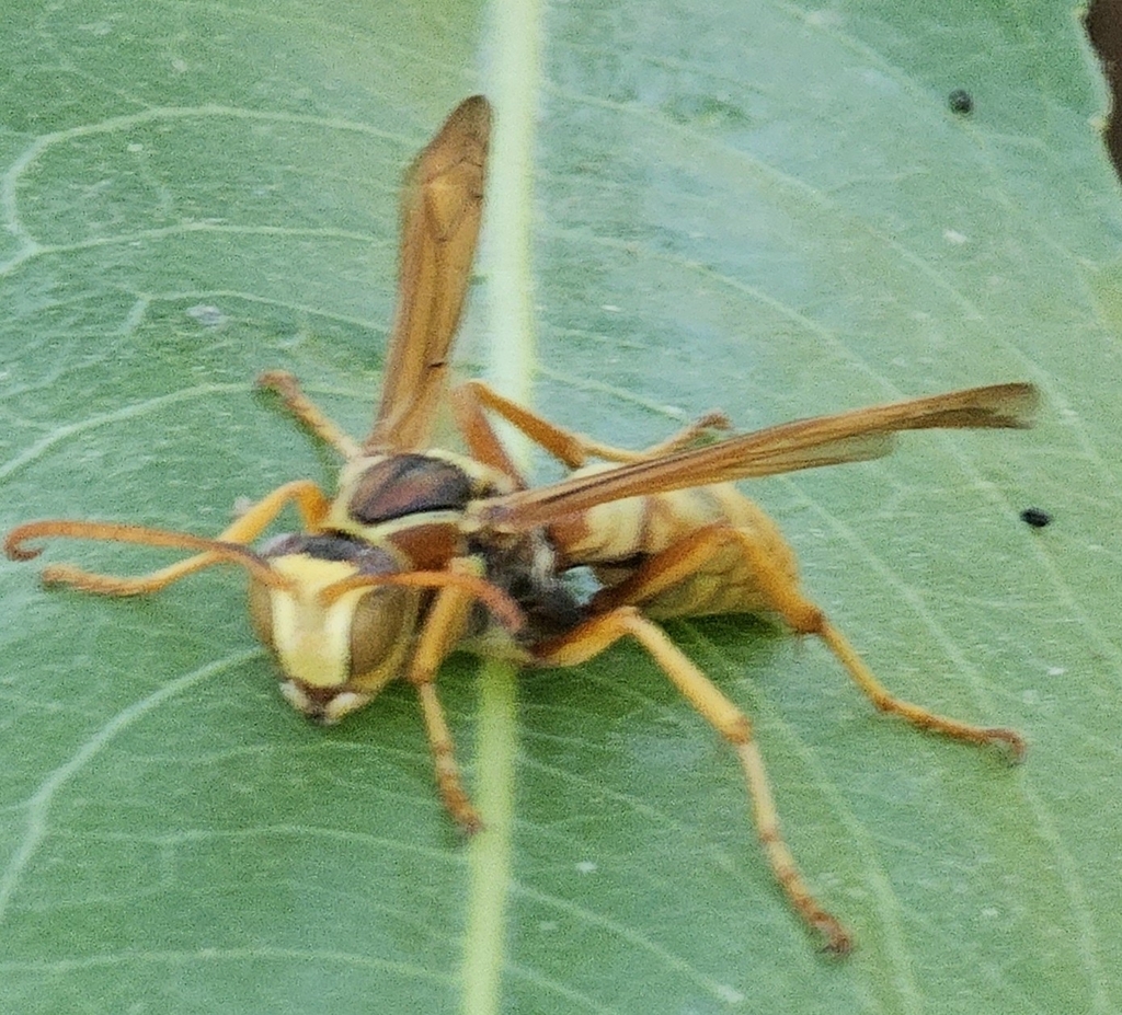 Golden Paper Wasp in July 2023 by Adam Dibley · iNaturalist