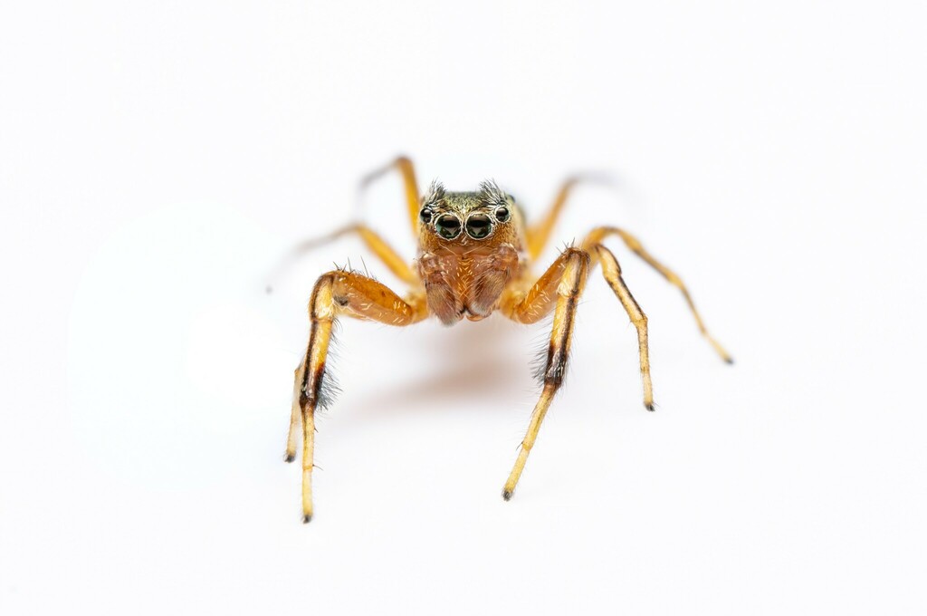 Thin-spined Jumping Spider in July 2023 by Tiziano Hurni-Cranston ...