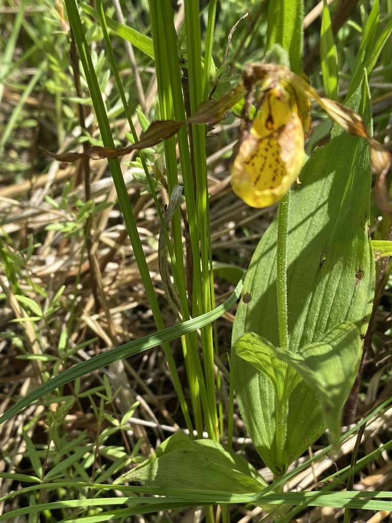 large yellow lady's-slipper in June 2022 by botany08 · iNaturalist
