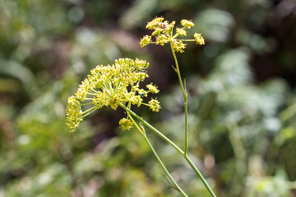 Small Blisterbush (Notobubon galbaniopse) - Botanical Realm