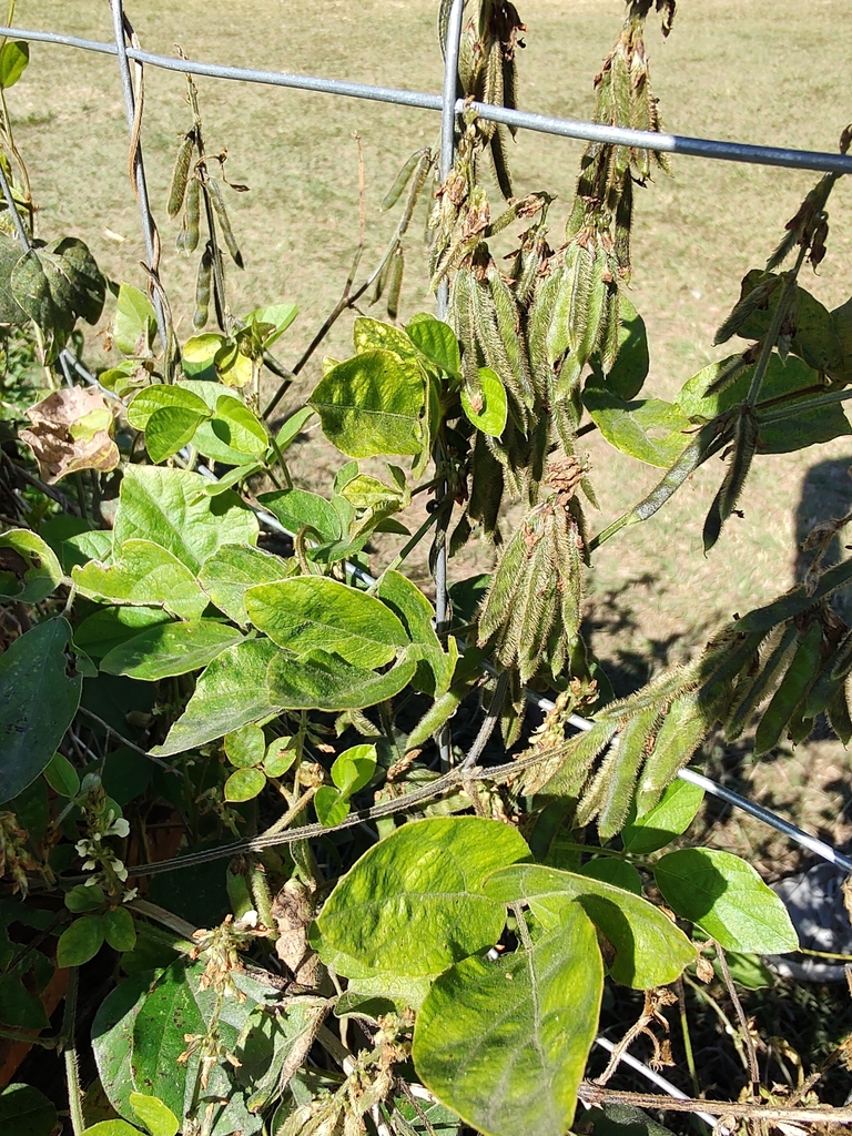 Perennial Soybean from The Sleeman Centre, stop D, Belmont QLD 4153 ...