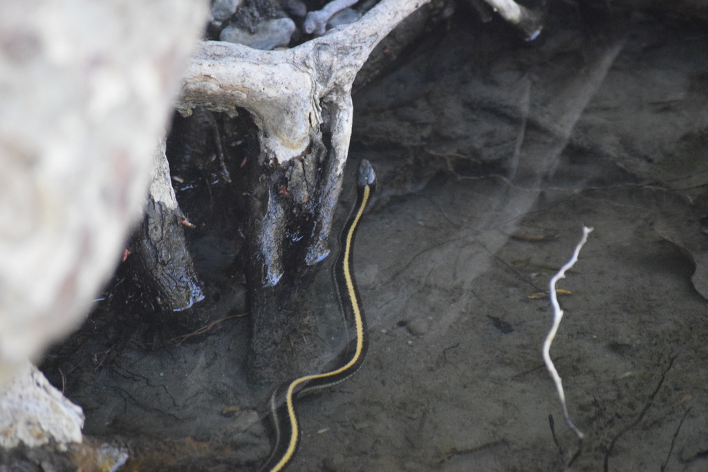 Diablo Range Garter Snake from Alameda County, CA, USA on July 22, 2023 ...