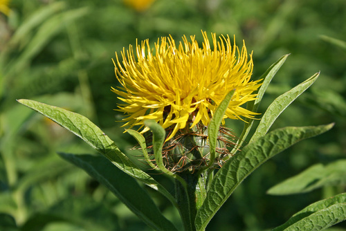 Centaurea polyphylla · iNaturalist