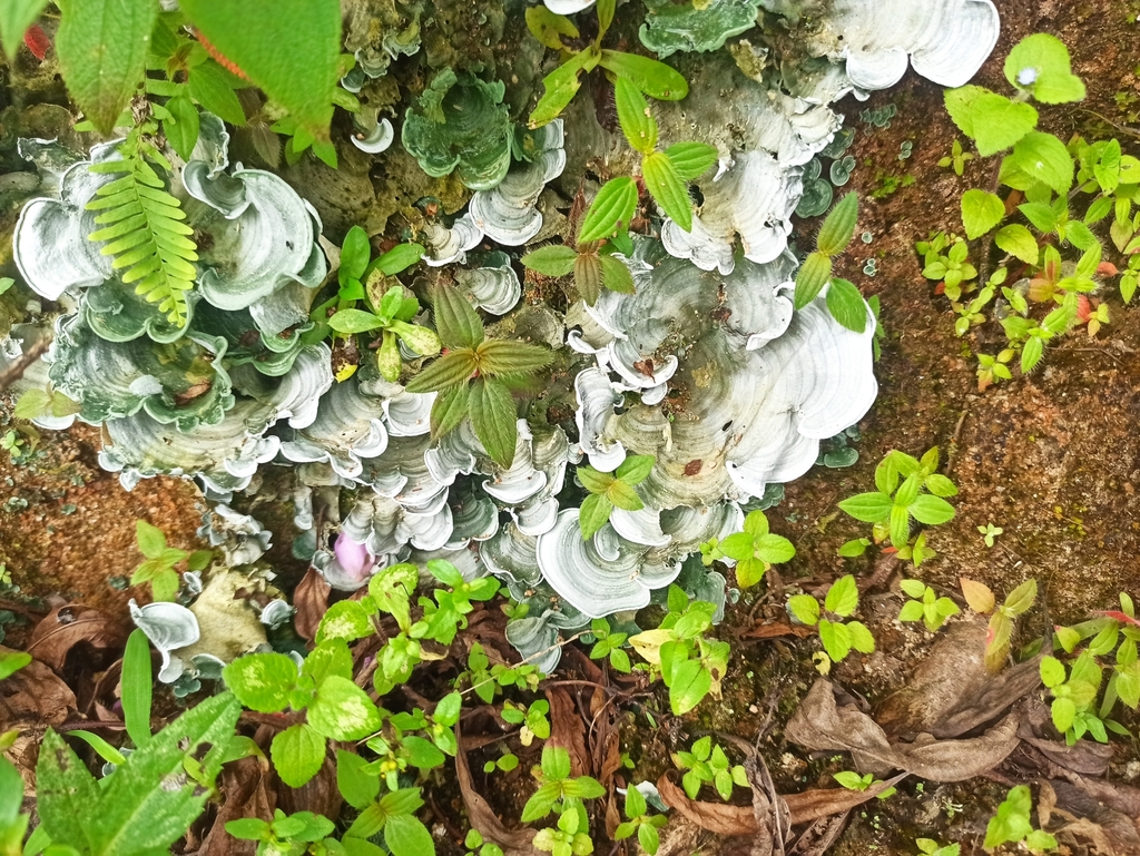 Cora pavonia from Cantón de Chilla, Ecuador on June 29, 2023 at 09:38 ...