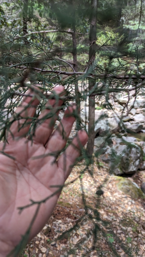 cedar of Goa from 34344 Dgo., México on July 22, 2023 at 02:33 PM by ...