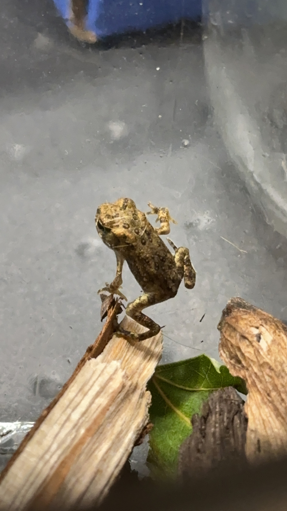 American Toad from North English on July 22, 2023 at 09:53 PM by ...