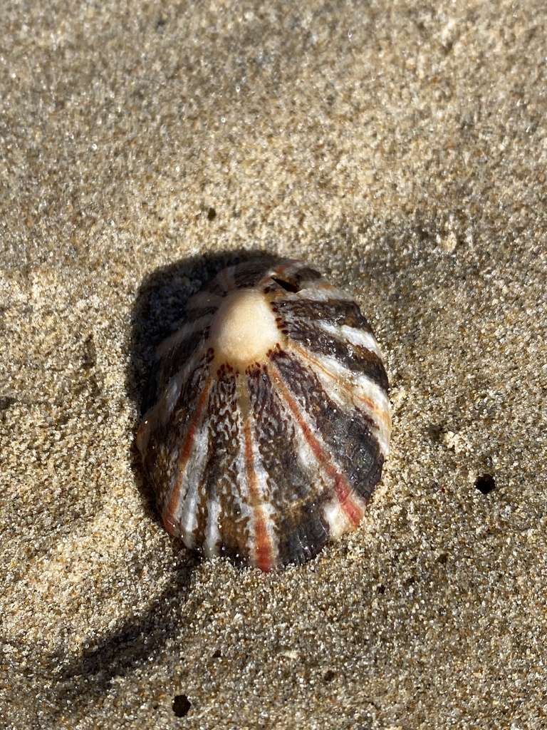Variegated limpet from Coffs Harbour, NSW, AU on July 23, 2023 at 12:55 ...