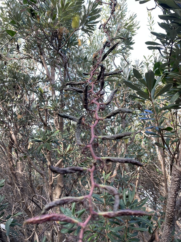 Austral Sarsaparilla from Limeburners Creek National Park, Crescent Head, NSW, AU on July 23 ...