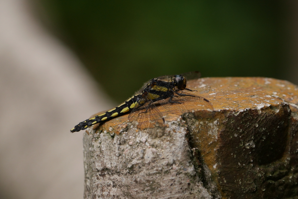 Orthetrum internum from Liping County, Qiandongnan Miao and Dong ...