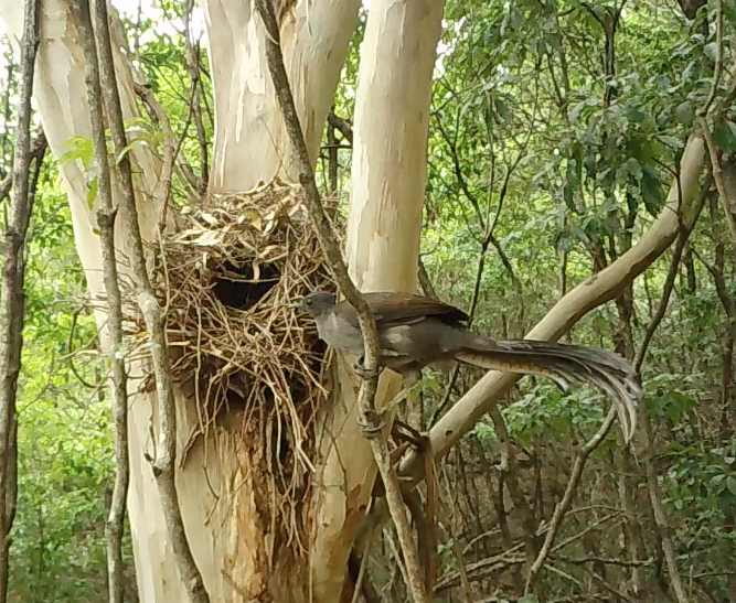 Superb Lyrebird in July 2023 by matthewlh. Latest update on the series ...