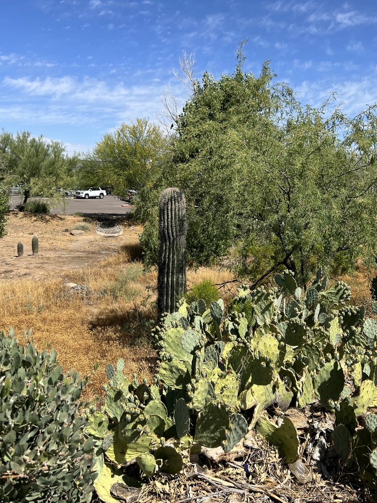 saguaro from Arizona Boardwalk, Scottsdale, AZ, US on June 10, 2023 at ...