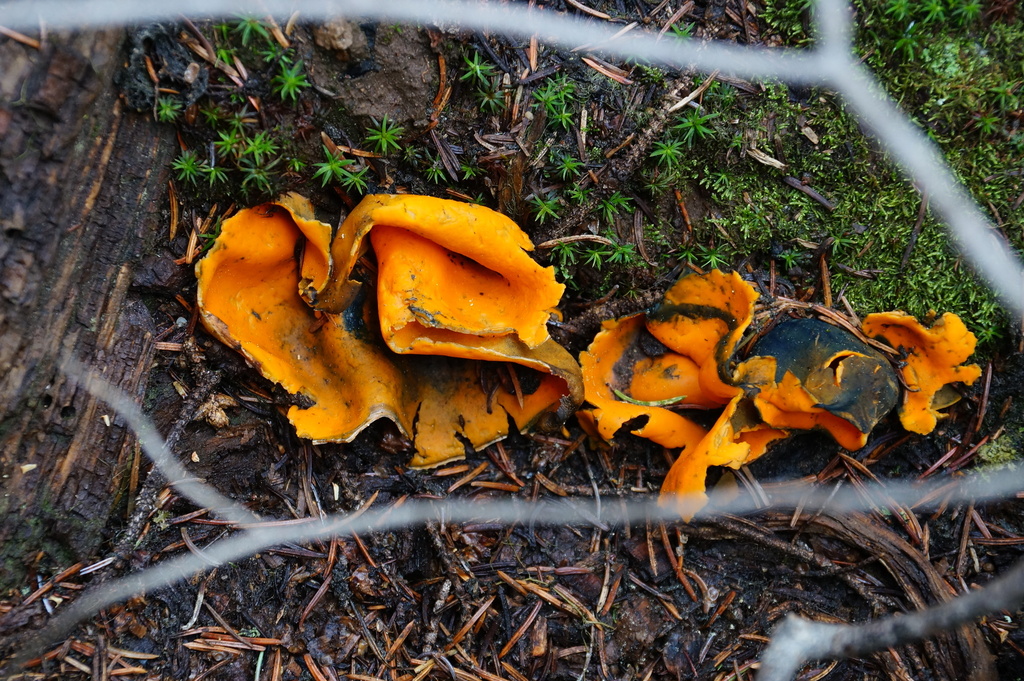Spring Orange Peel Fungus from Valley County, ID, USA on June 22, 2018 ...