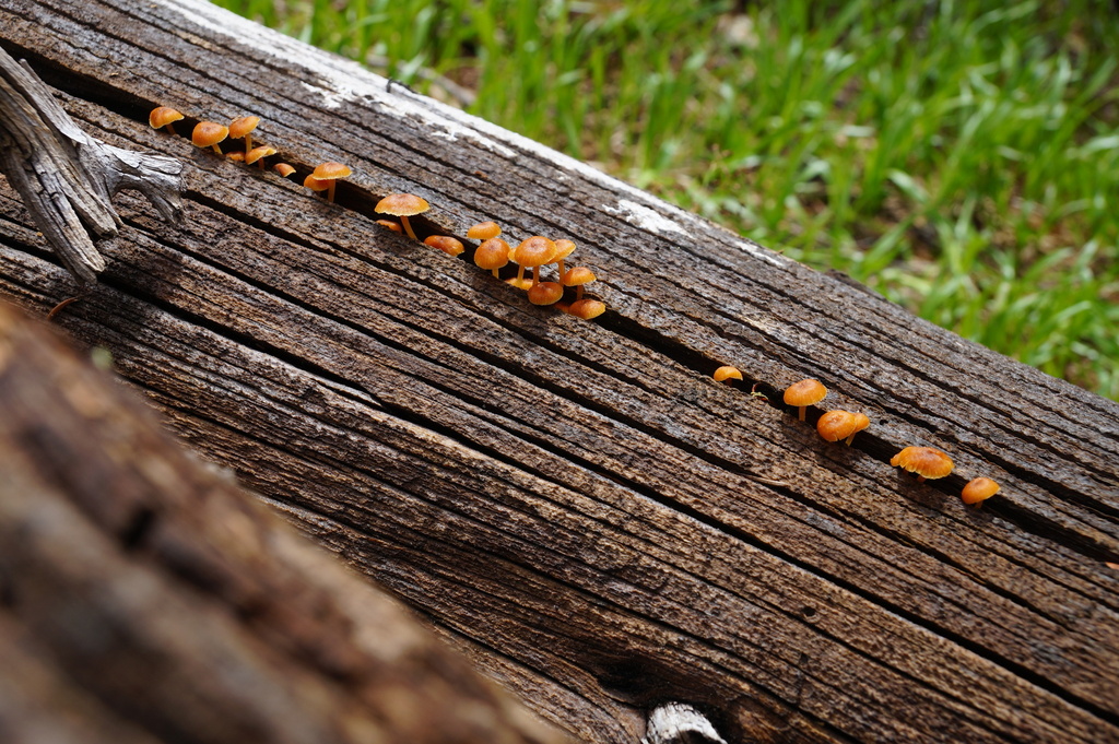 Pinewood Gingertail from Valley County, ID, USA on June 22, 2018 at 03: ...