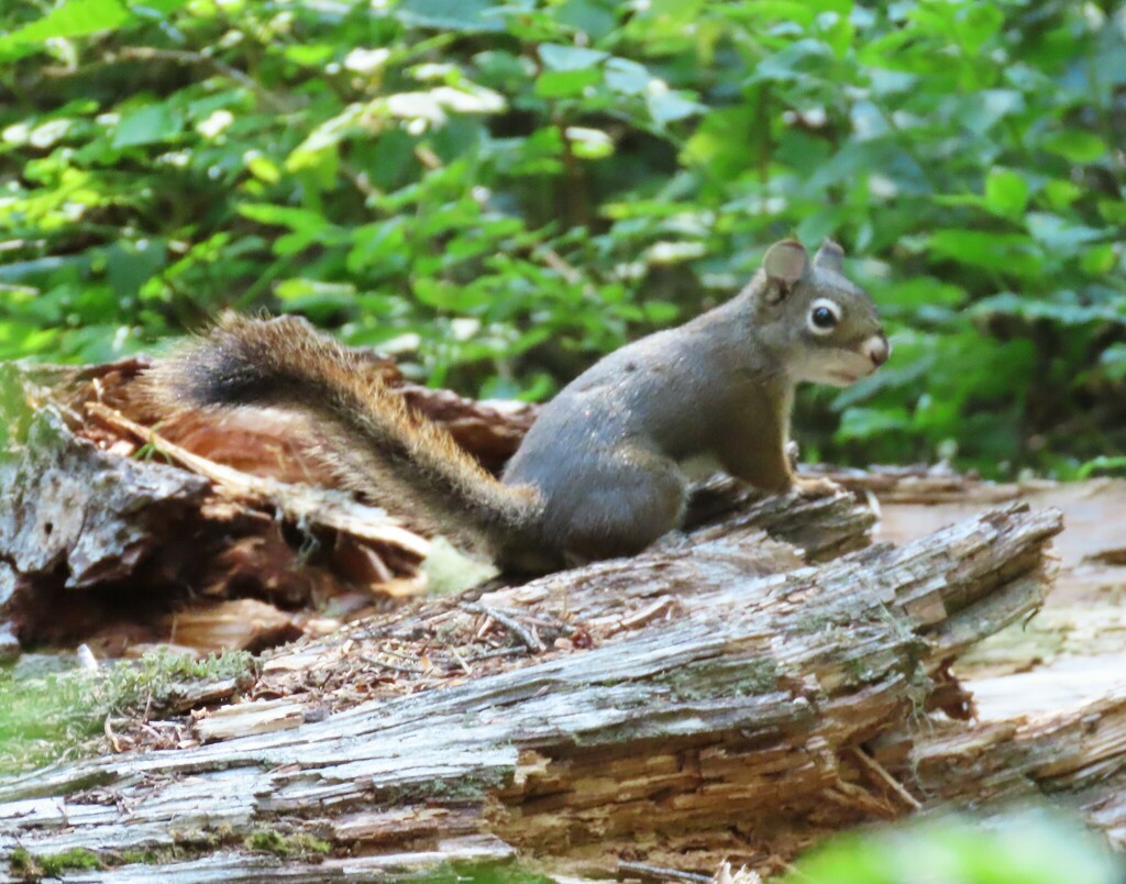 American Red Squirrel from Chelan County, WA, USA on July 21, 2023 at ...