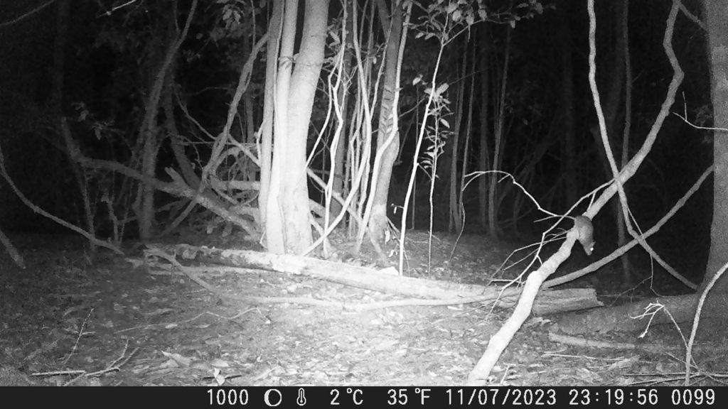 Australian Bush Rat from Wyong Creek NSW 2259, Australia on July 11 ...