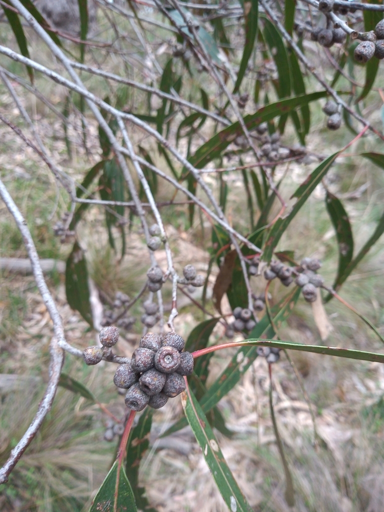 Long-leaved Box from Christmas Hills VIC 3775, Australia on July 23 ...
