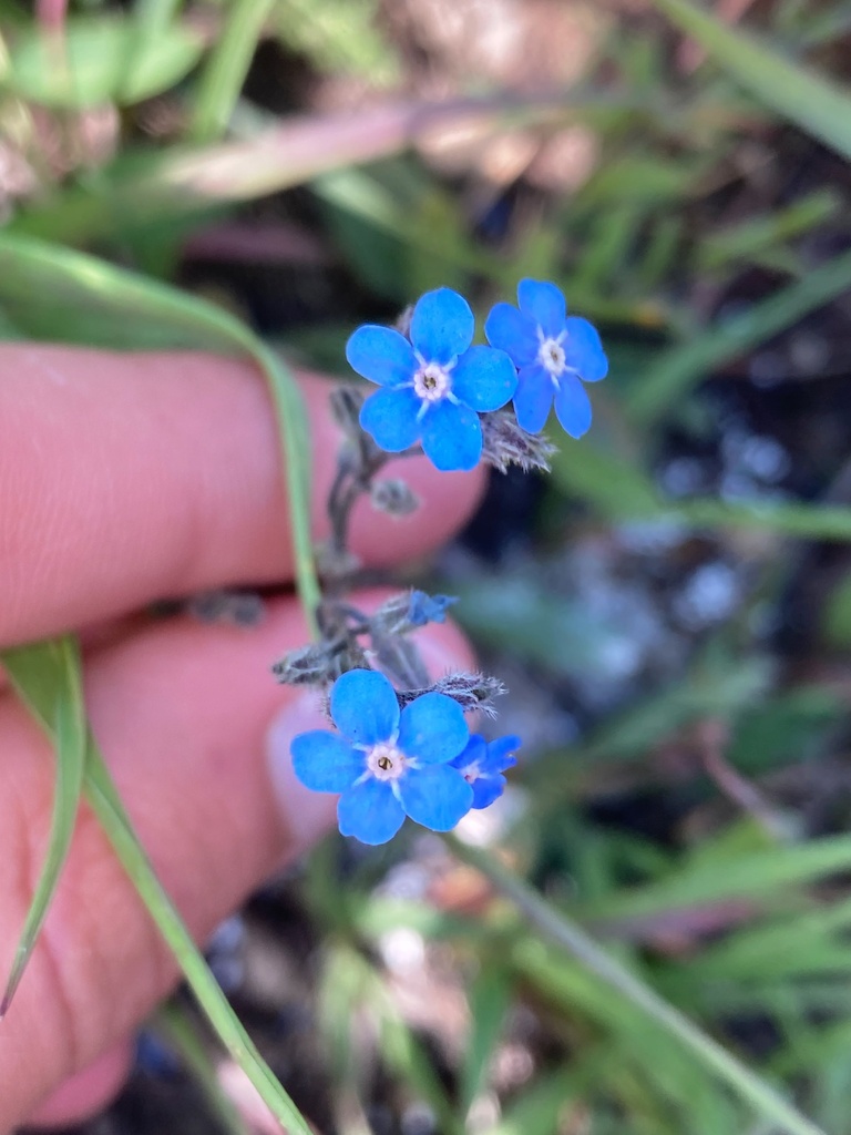 mountain forget-me-not from Elbow - Sheep Wildland Provincial Park ...