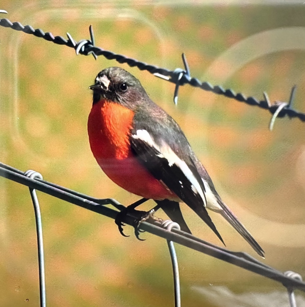 Flame Robin from Tomalla, NSW, AU on July 22, 2023 at 11:20 AM by ...