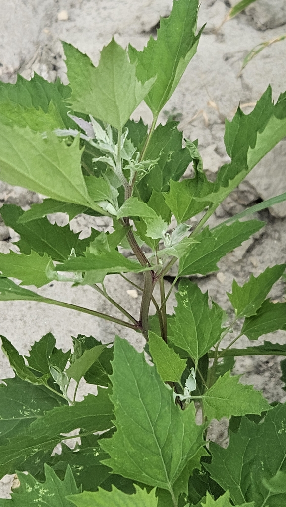 Common Lambsquarters from VRPG+6C, Mendota Heights, MN 55120, USA on ...
